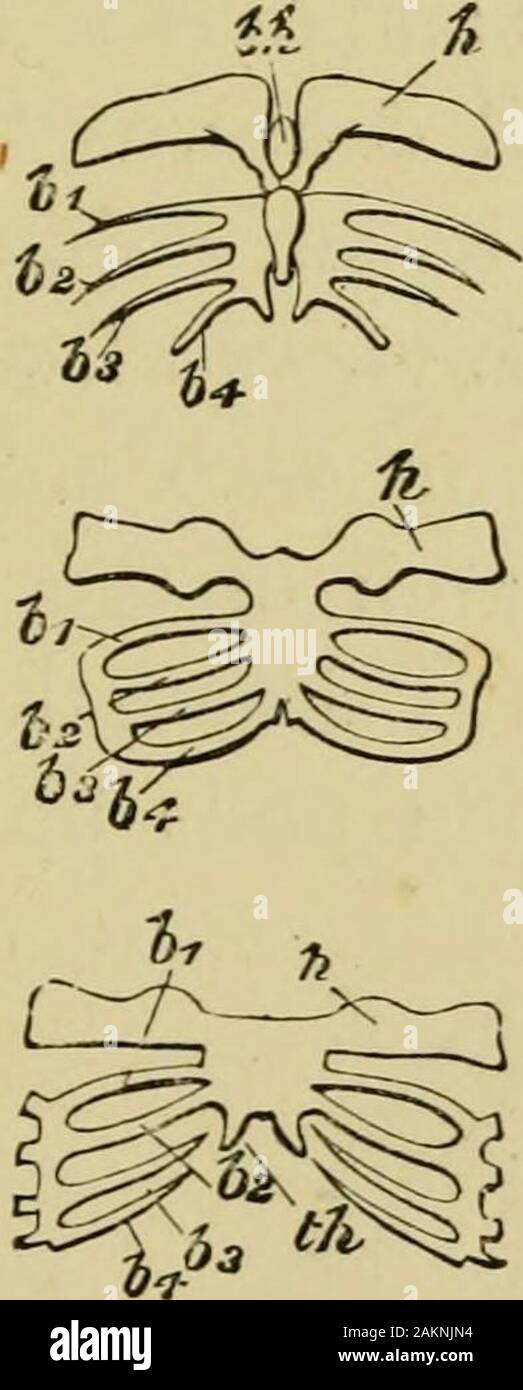 The common frog . the gill chamber. Turning now to those Batrachians ...