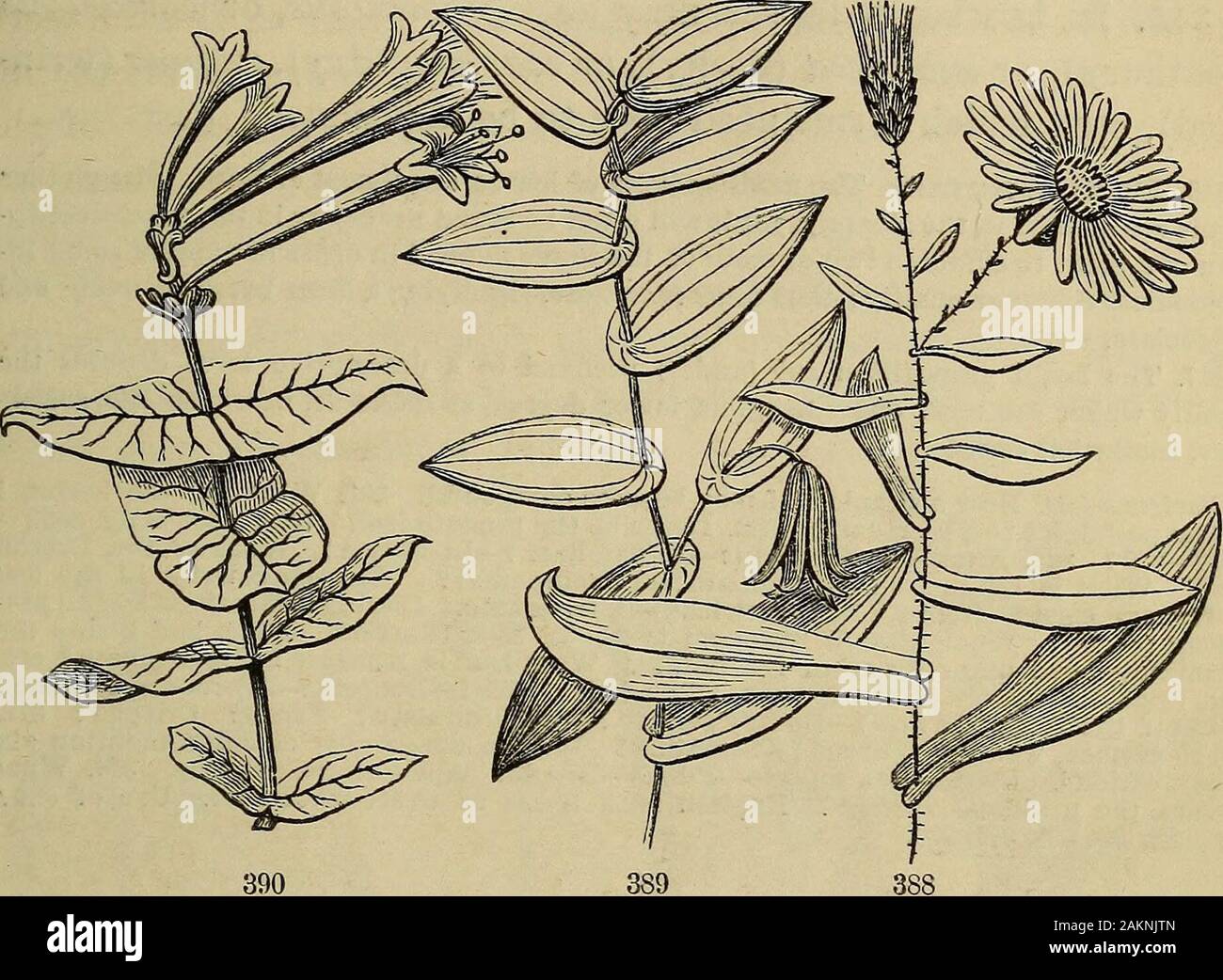 Simple lobed leaf hi-res stock photography and images - Alamy