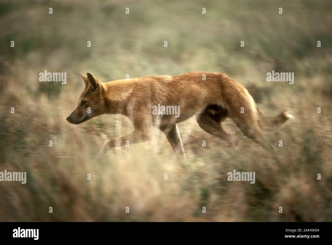 Australian dingo hi-res stock photography and images - Alamy