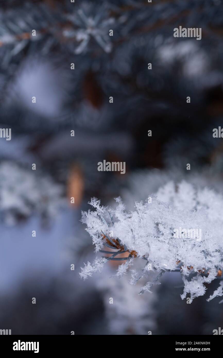 snowy frost covers every surface of the outdoor plants in tiny ice ...
