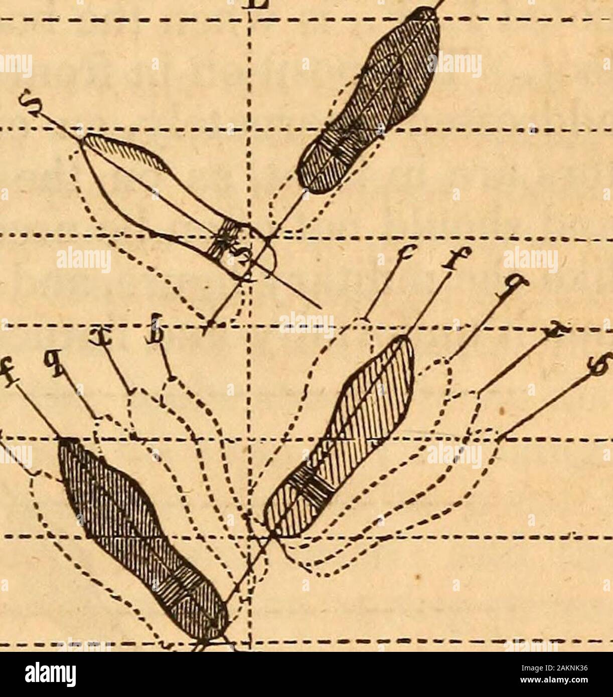 The five positions of the feet hi-res stock photography and images - Alamy