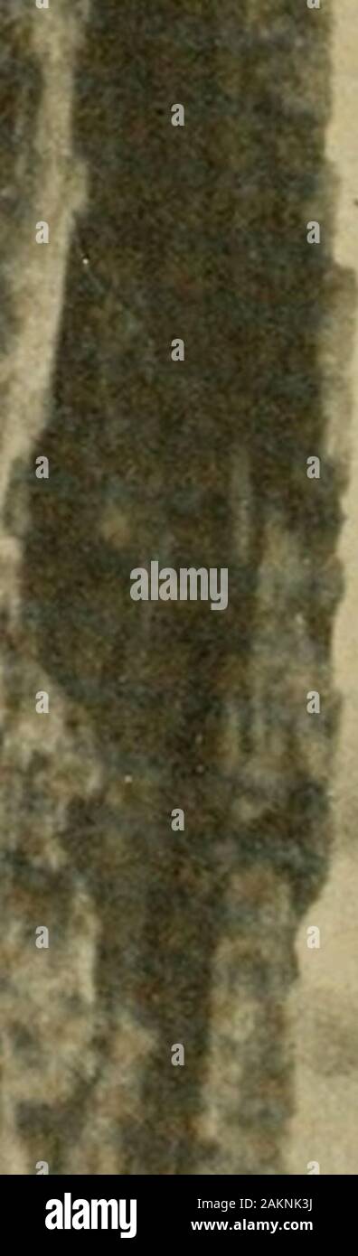 Carnivorous raccoons hi-res stock photography and images - Alamy