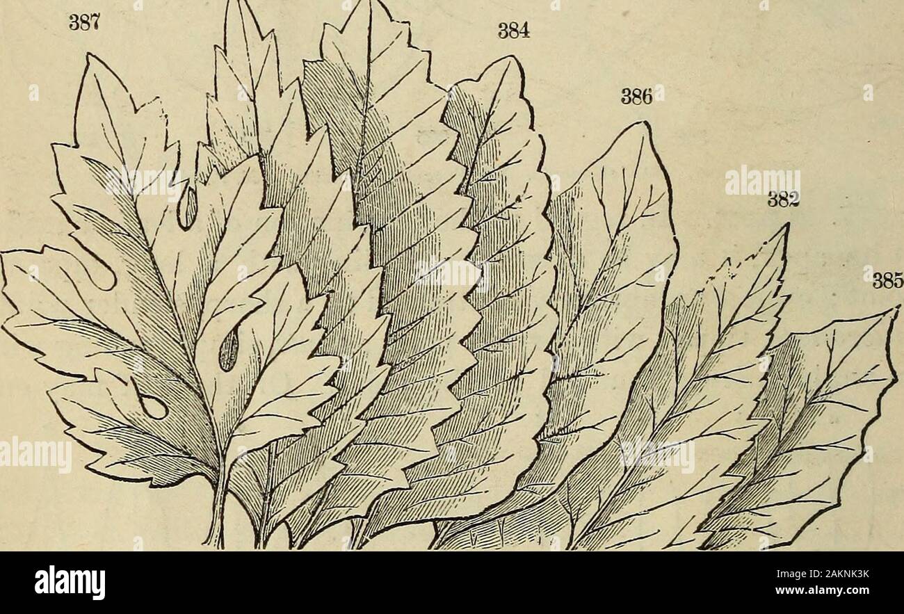 Obcordate shaped hi-res stock photography and images - Alamy