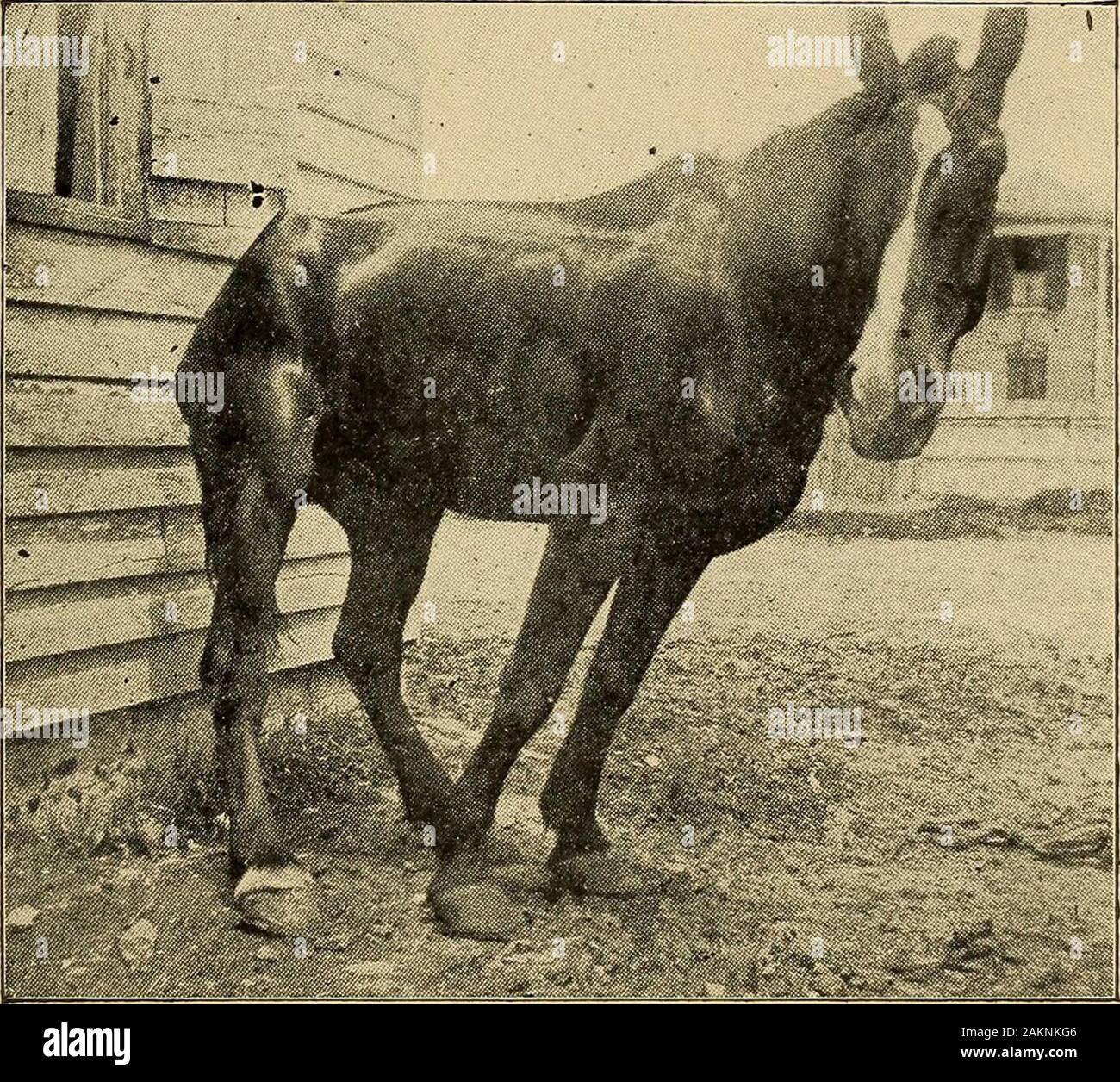 Rough treatment of animals hi-res stock photography and images - Alamy