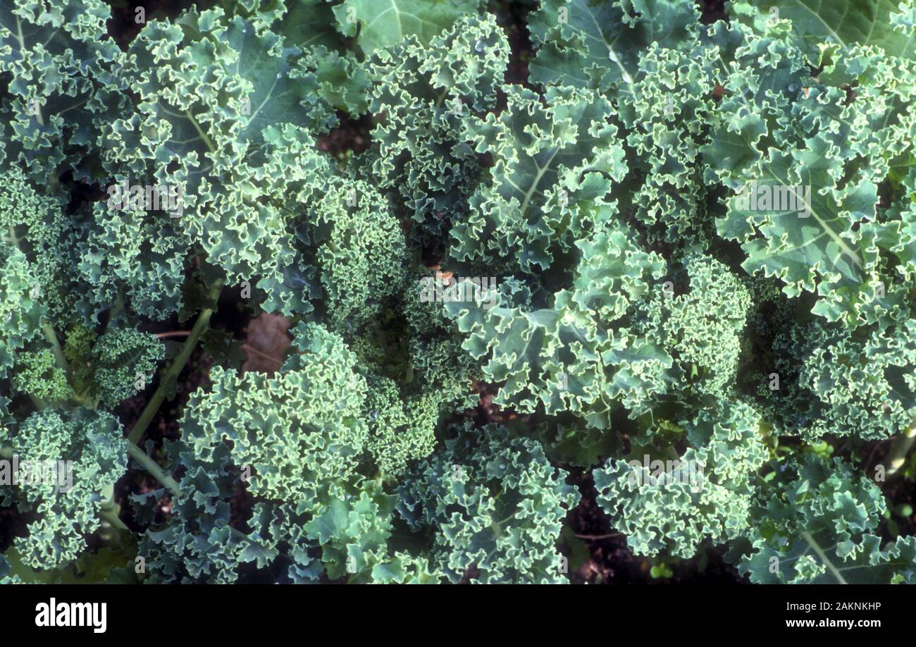 Curly plants hi-res stock photography and images - Alamy