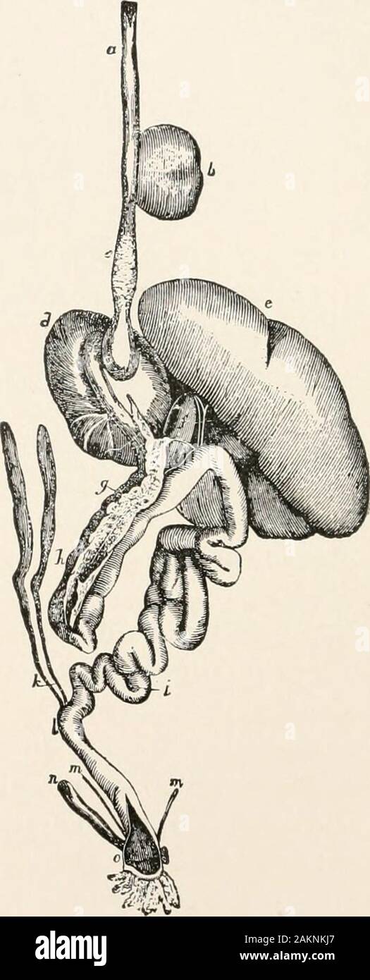 Cloaca animal hi-res stock photography and images - Alamy