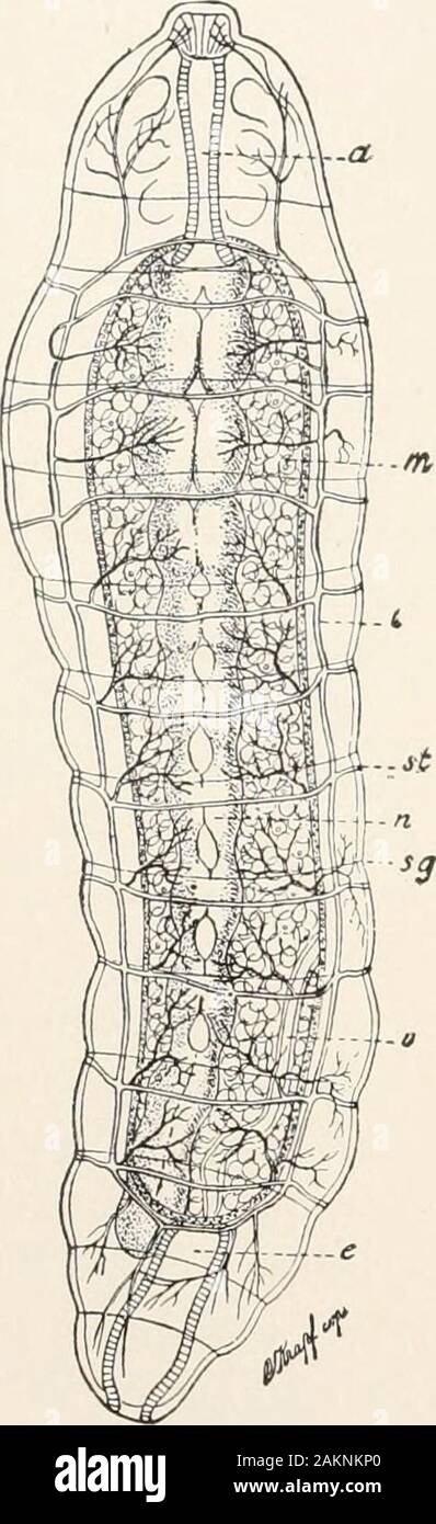 Blind gut hi-res stock photography and images - Alamy