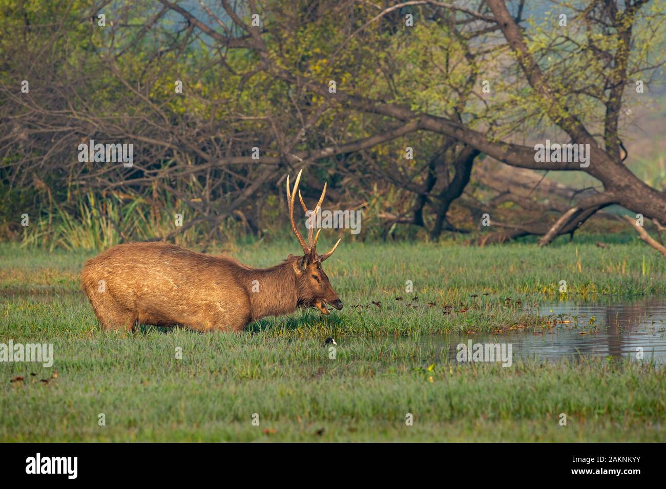 Sambar deer or rusa unicolor close up in beautiful winter light and ...