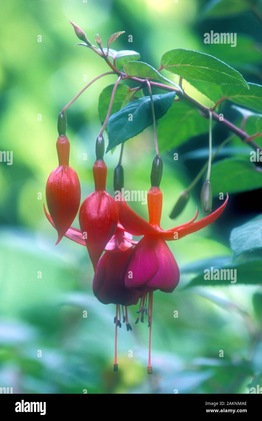 BEAUTIFUL FUCHSIA MAGELLANICA PLANT IN FLOWER Stock Photo - Alamy