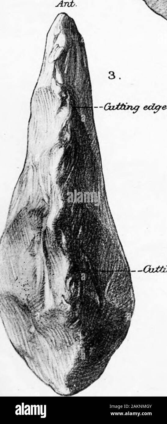 The Transition from Rostro-Carinate Flint Implements to the Tongue ...