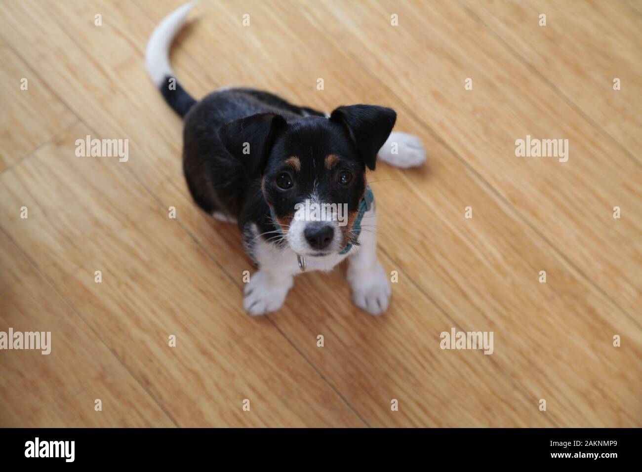 Tiny puppy hi-res stock photography and images - Alamy