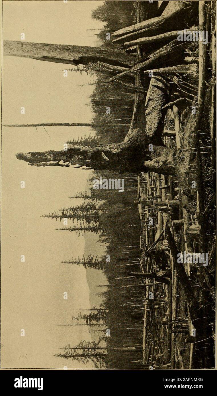 Outing . The corduroy is employed to bridge the marsh Stock Photo - Alamy