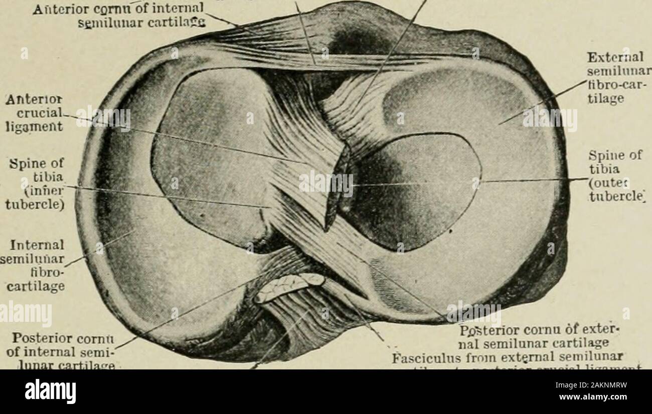 American practice of surgery : a complete system of the science and art ...