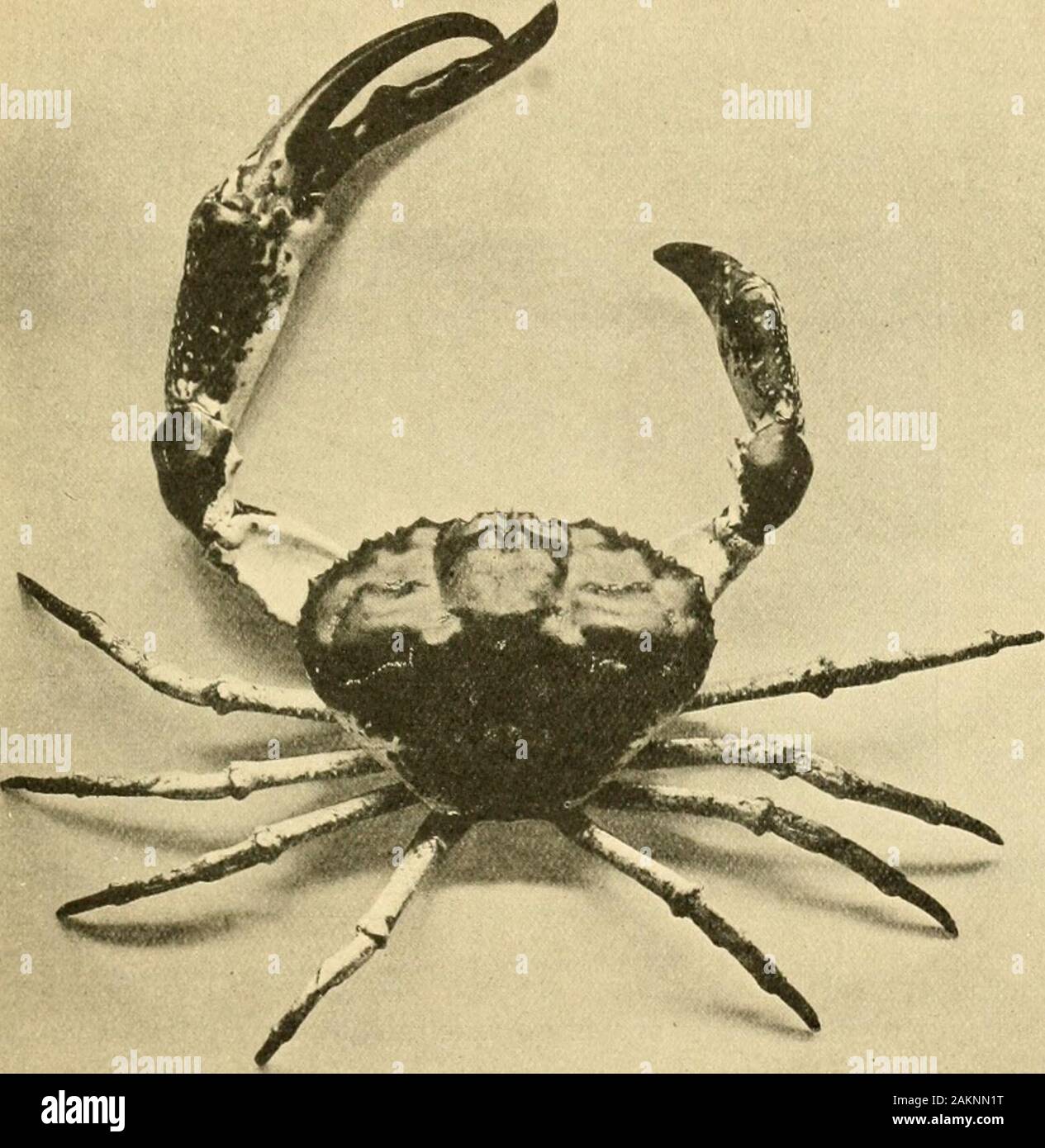Arachnida specimen hi-res stock photography and images - Alamy
