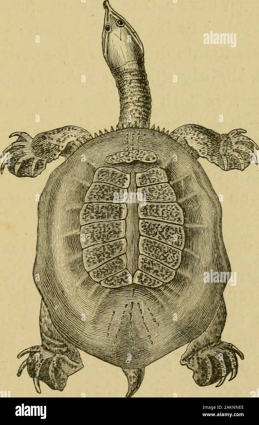 The common frog . l spine which expands above into a median dorsal ...
