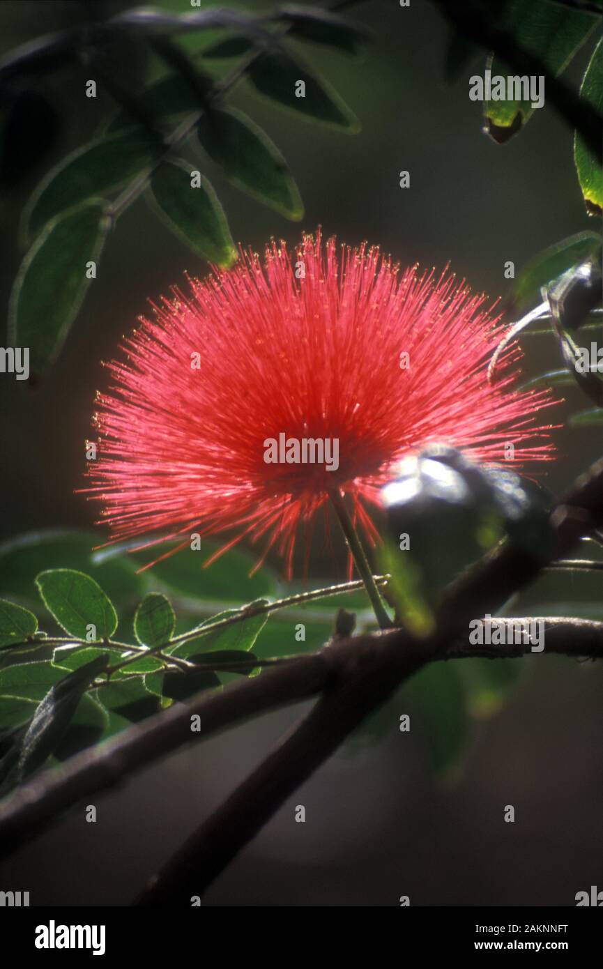 Calliandra plant hi-res stock photography and images - Alamy