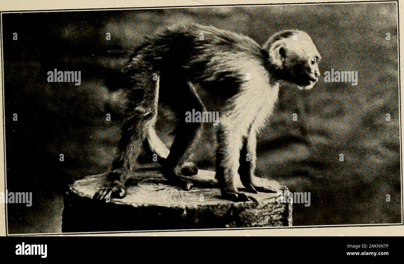 Pets and how to care for them . Rhesus Monkey. White-faced Sapajou ...