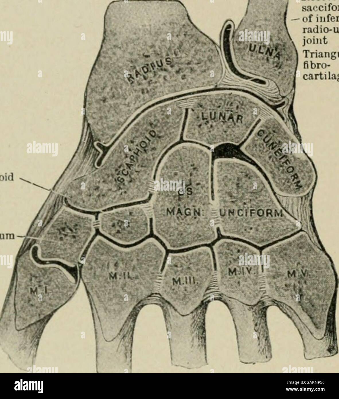 American practice of surgery : a complete system of the science and art ...
