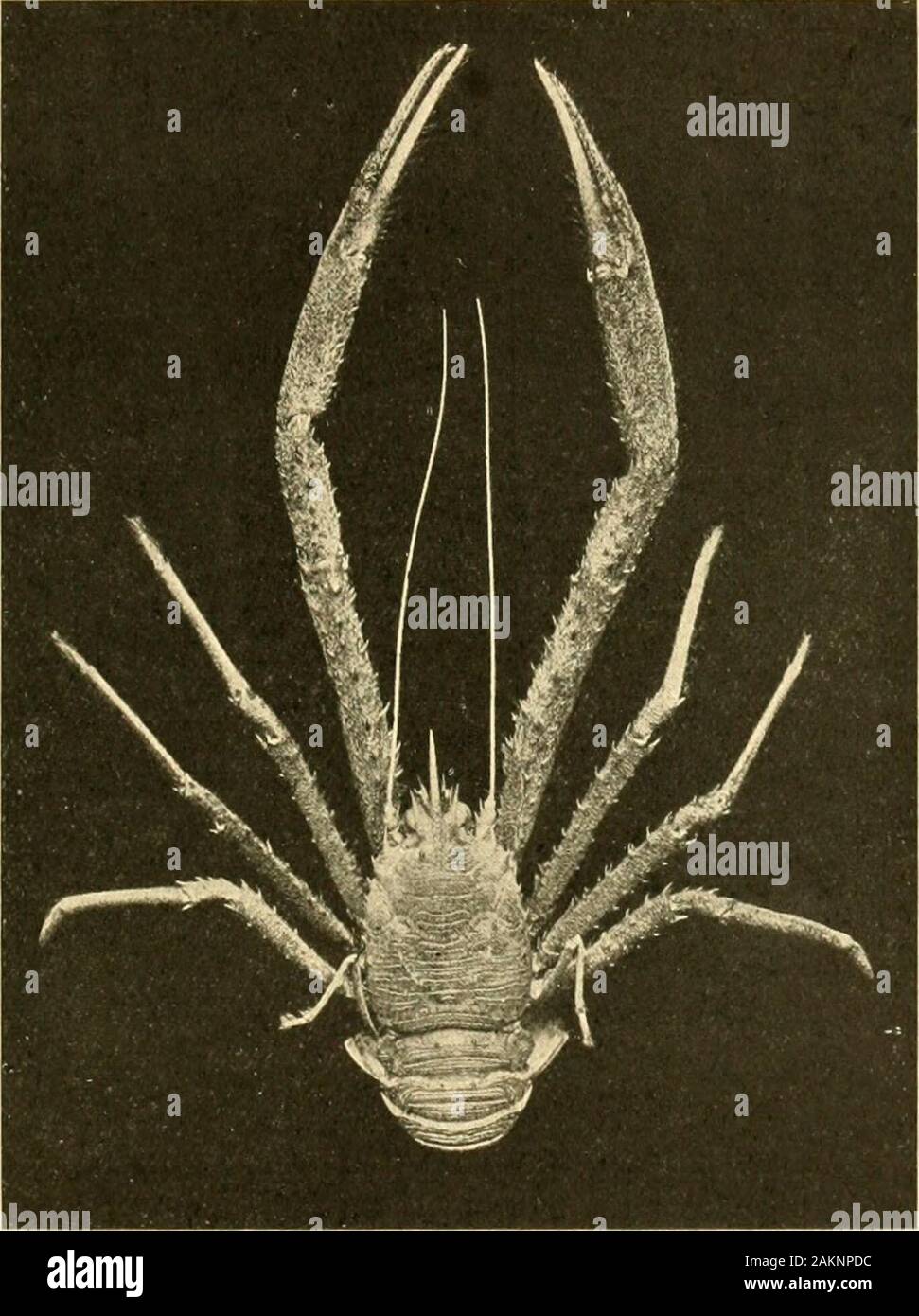 Guide to the Crustacea, Arachnida, Onychophora and Myriopoda exhibited ...