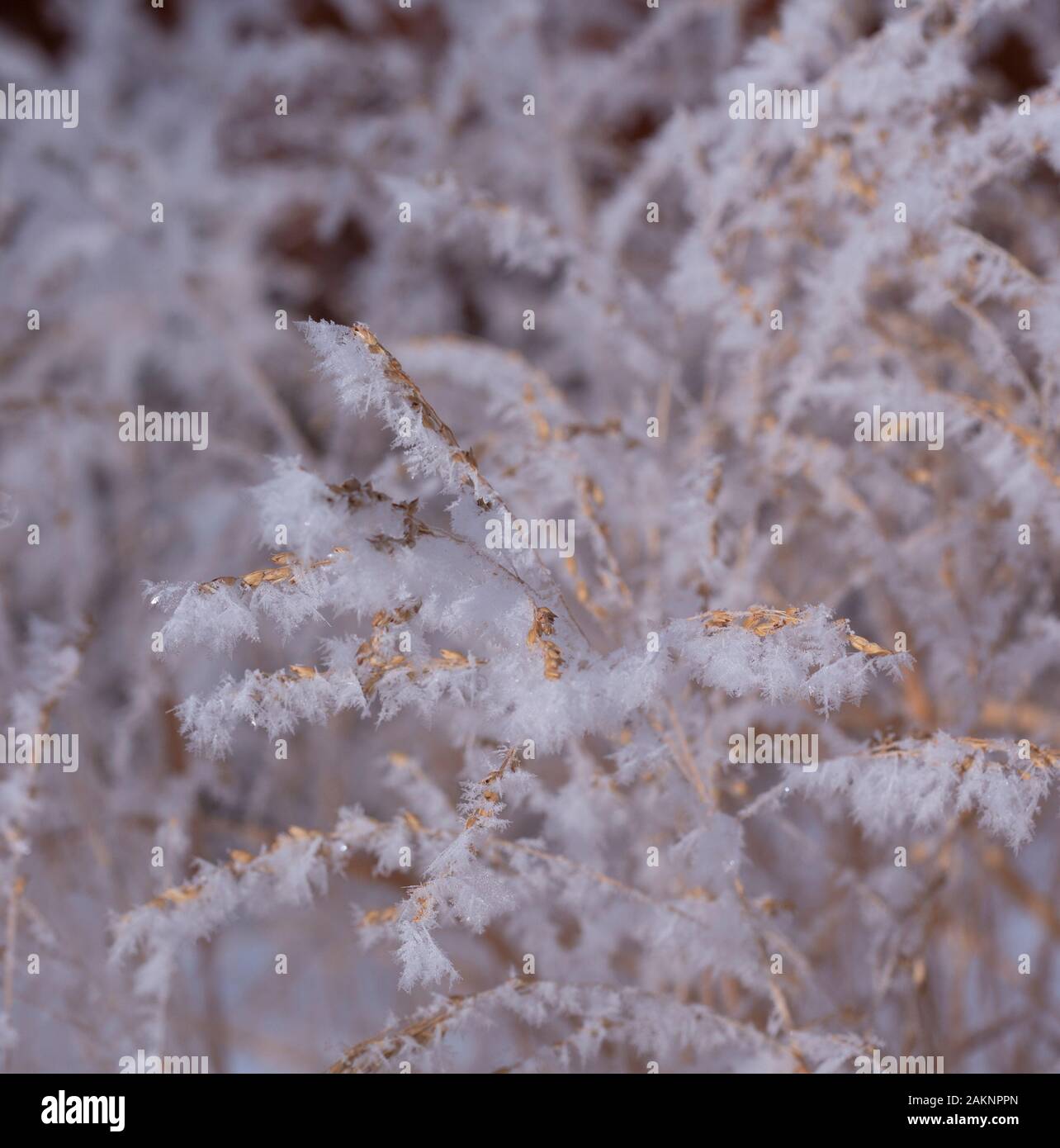 Frost crystal patterns hi-res stock photography and images - Alamy