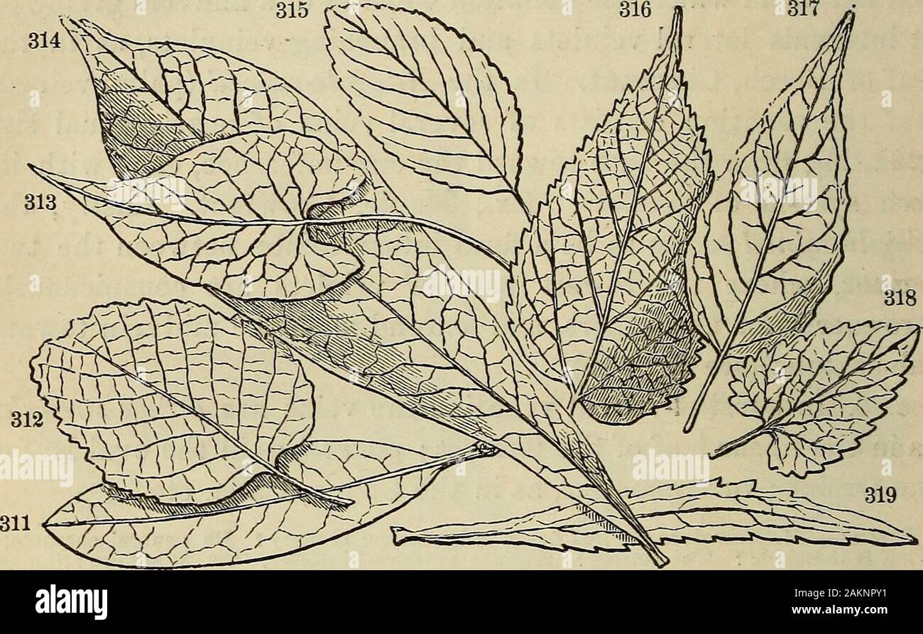 Leaf veinlets hi-res stock photography and images - Alamy