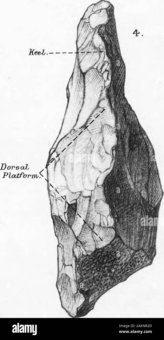 The Transition from Rostro-Carinate Flint Implements to the Tongue ...