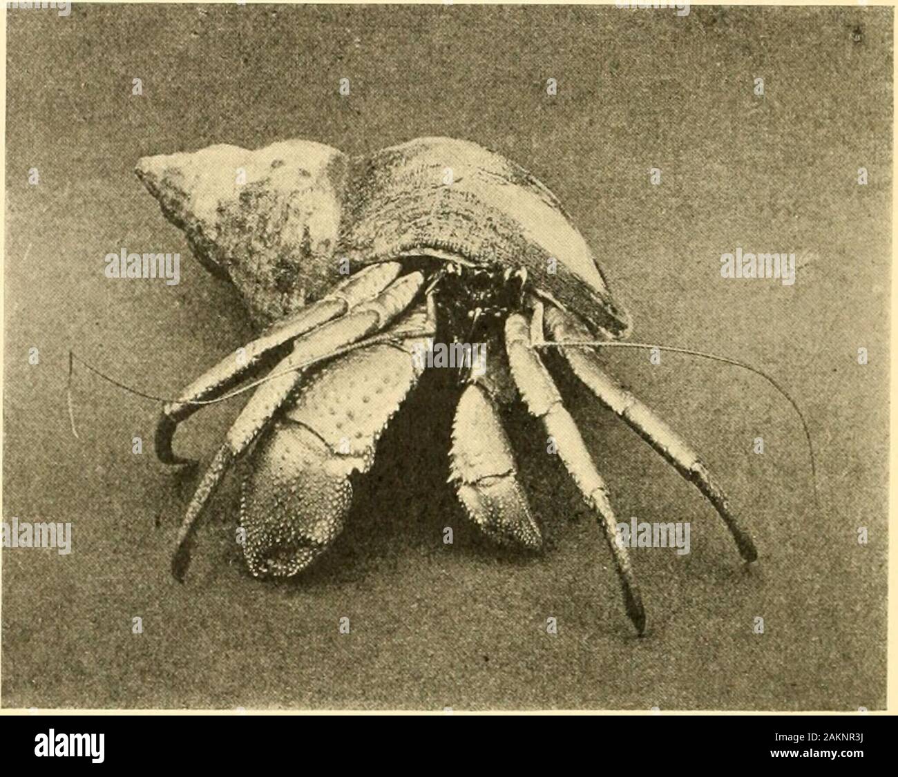 Asymmetrical abdomen hi-res stock photography and images - Alamy