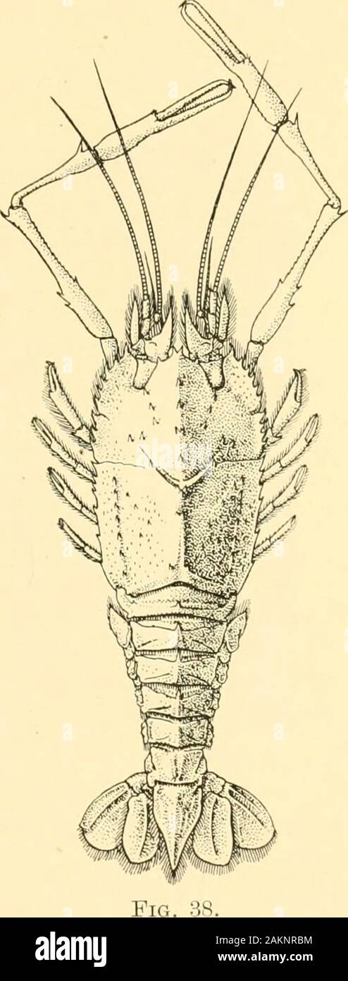 Guide to the Crustacea, Arachnida, Onychophora and Myriopoda exhibited ...