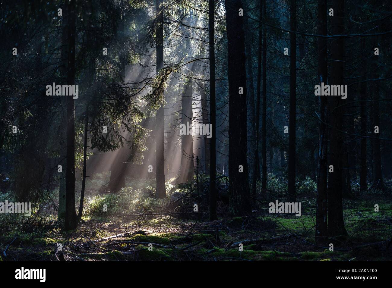 Morning sunlight shines through deep pine tree forests in Luneberg ...