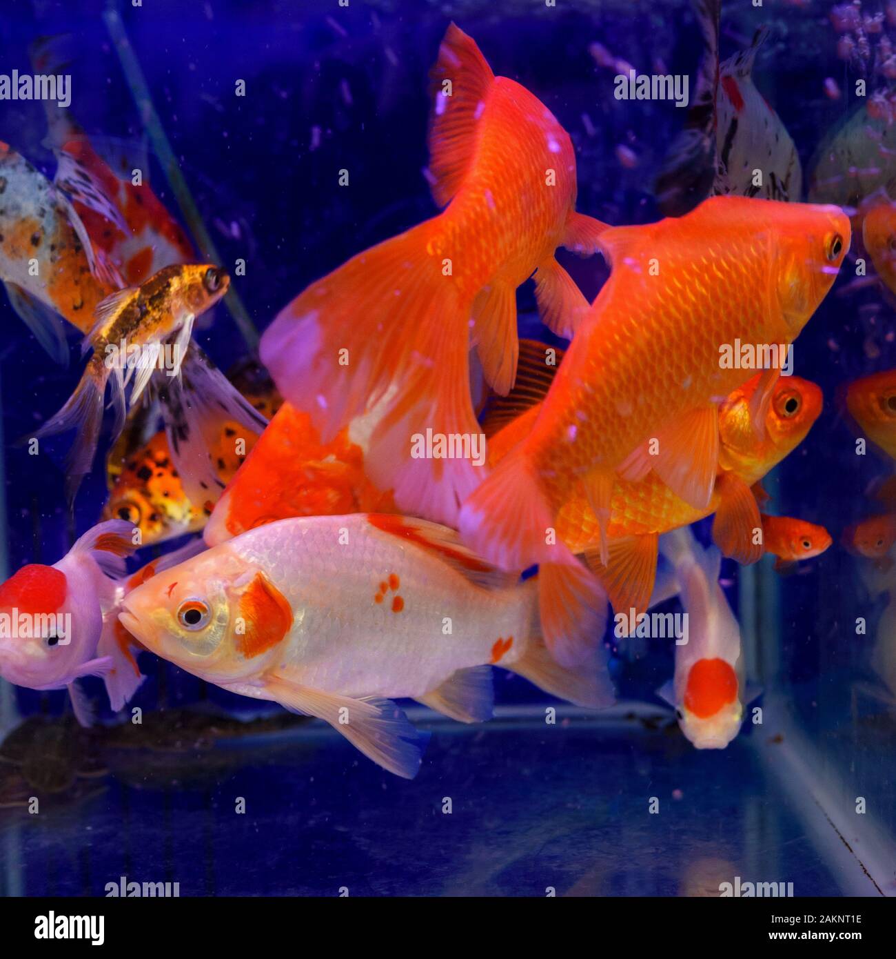 Tropical trends hi-res stock photography and images - Alamy