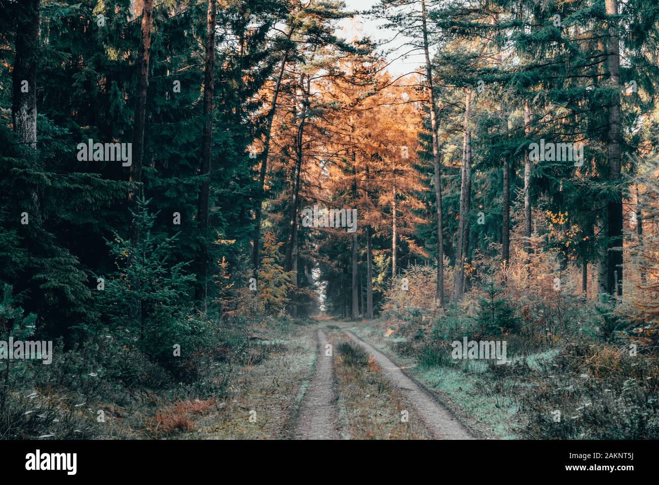 Foggy pathway hi-res stock photography and images - Alamy
