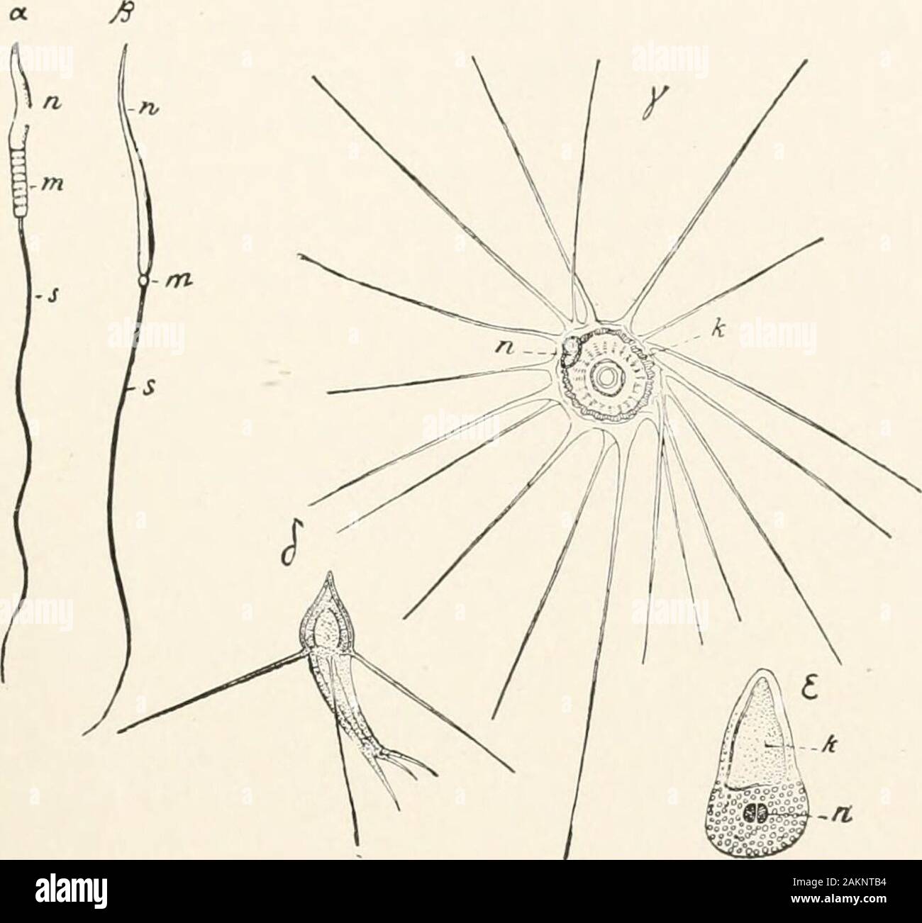 Strongylocentrotus egg hi-res stock photography and images - Alamy
