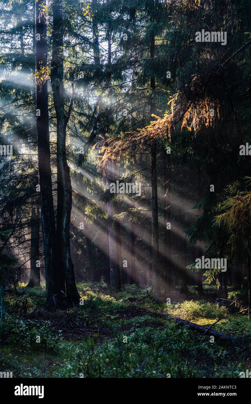 Deep forests hi-res stock photography and images - Alamy