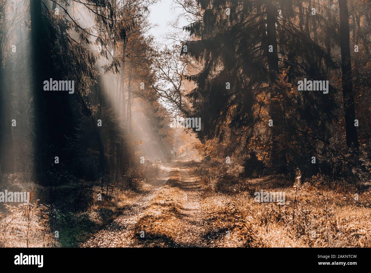 Heavy morning fog on pathway inside Luneberg Heide Forests woodland in ...