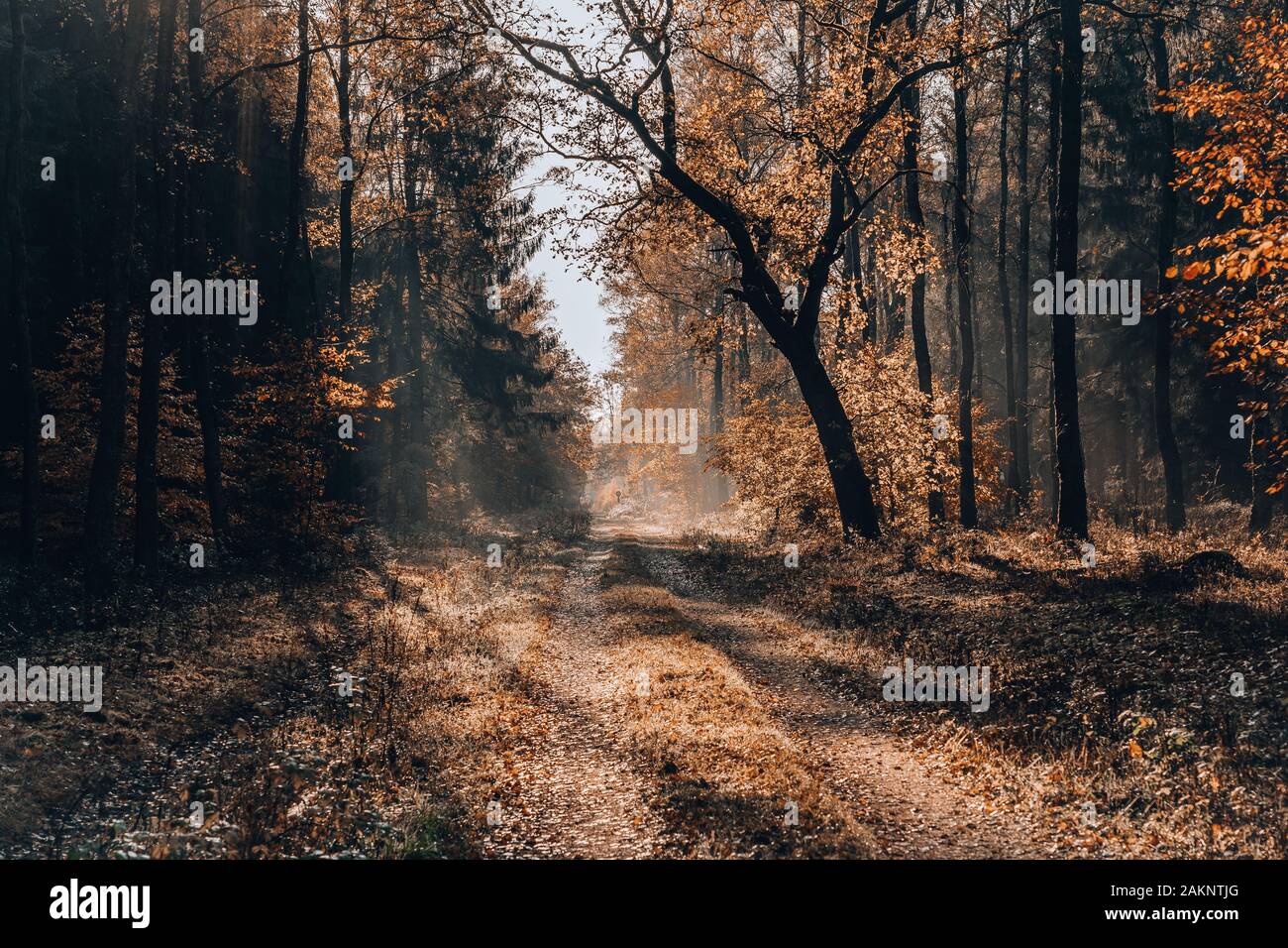 Heavy morning fog on pathway inside Luneberg Heide Forests woodland in ...