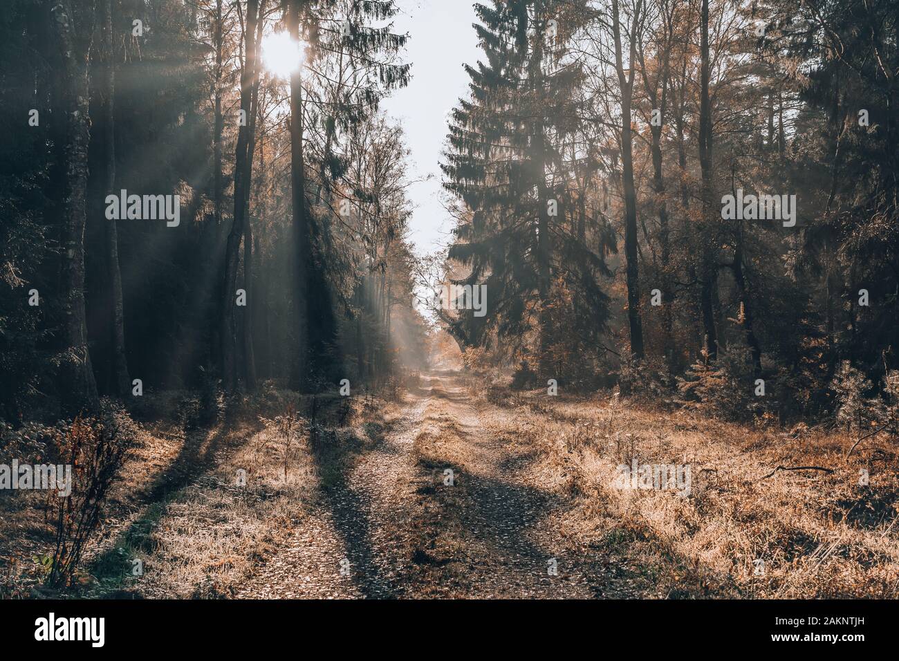 Heavy morning fog on pathway inside Luneberg Heide Forests woodland in ...
