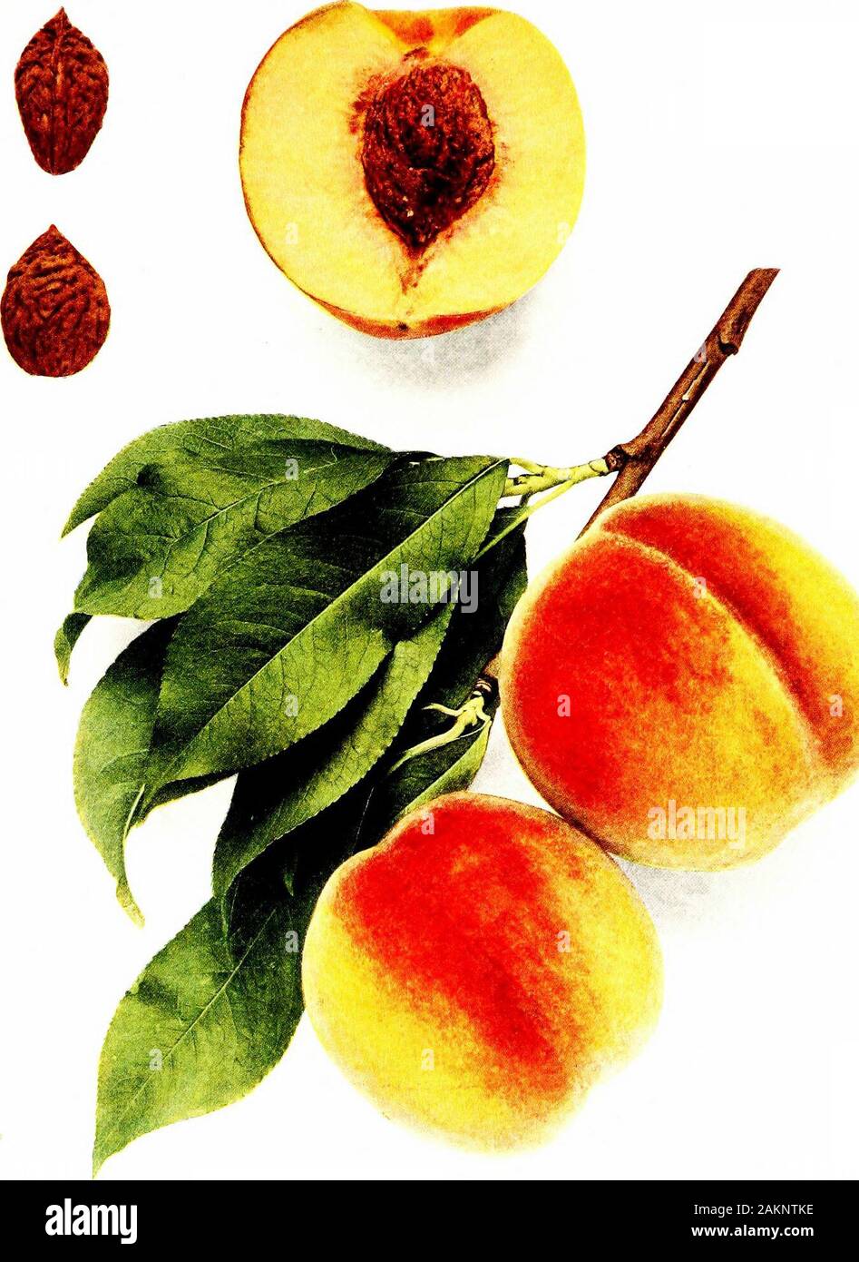The peaches of New York . en; margin finely serrate, tippedwith small ...