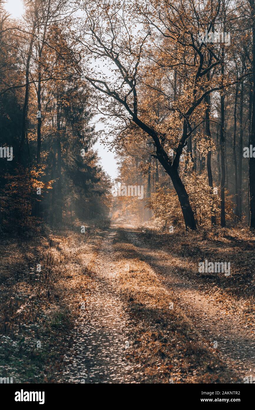 Heavy morning fog on pathway inside Luneberg Heide Forests woodland in ...