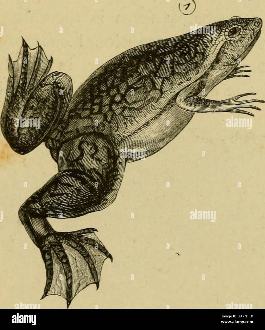 Siluroid High Resolution Stock Photography and Images - Alamy