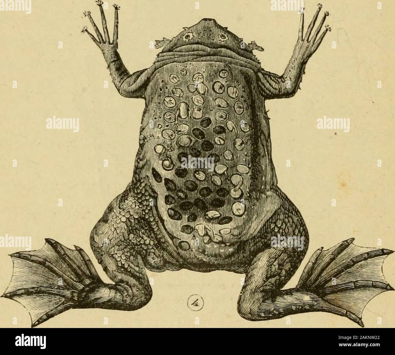 Pipa pipa frog hi-res stock photography and images - Alamy