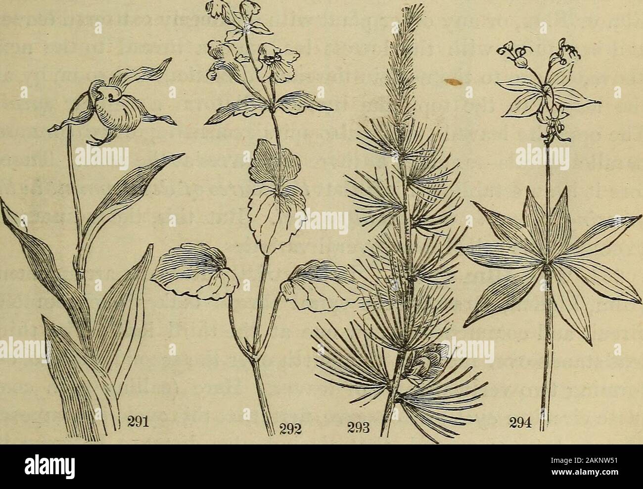 Axillary Bud High Resolution Stock Photography and Images - Alamy