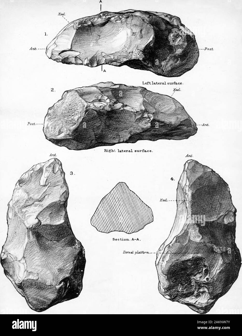 The Transition from Rostro-Carinate Flint Implements to the Tongue ...