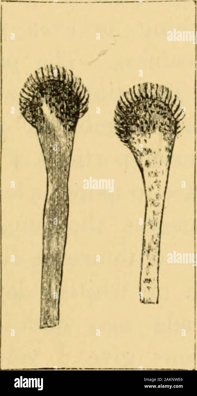 Aspergillus fumigatus hi-res stock photography and images - Alamy