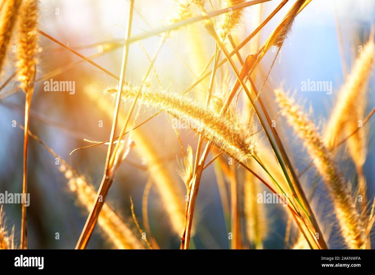 Gramineae flower hi-res stock photography and images - Alamy