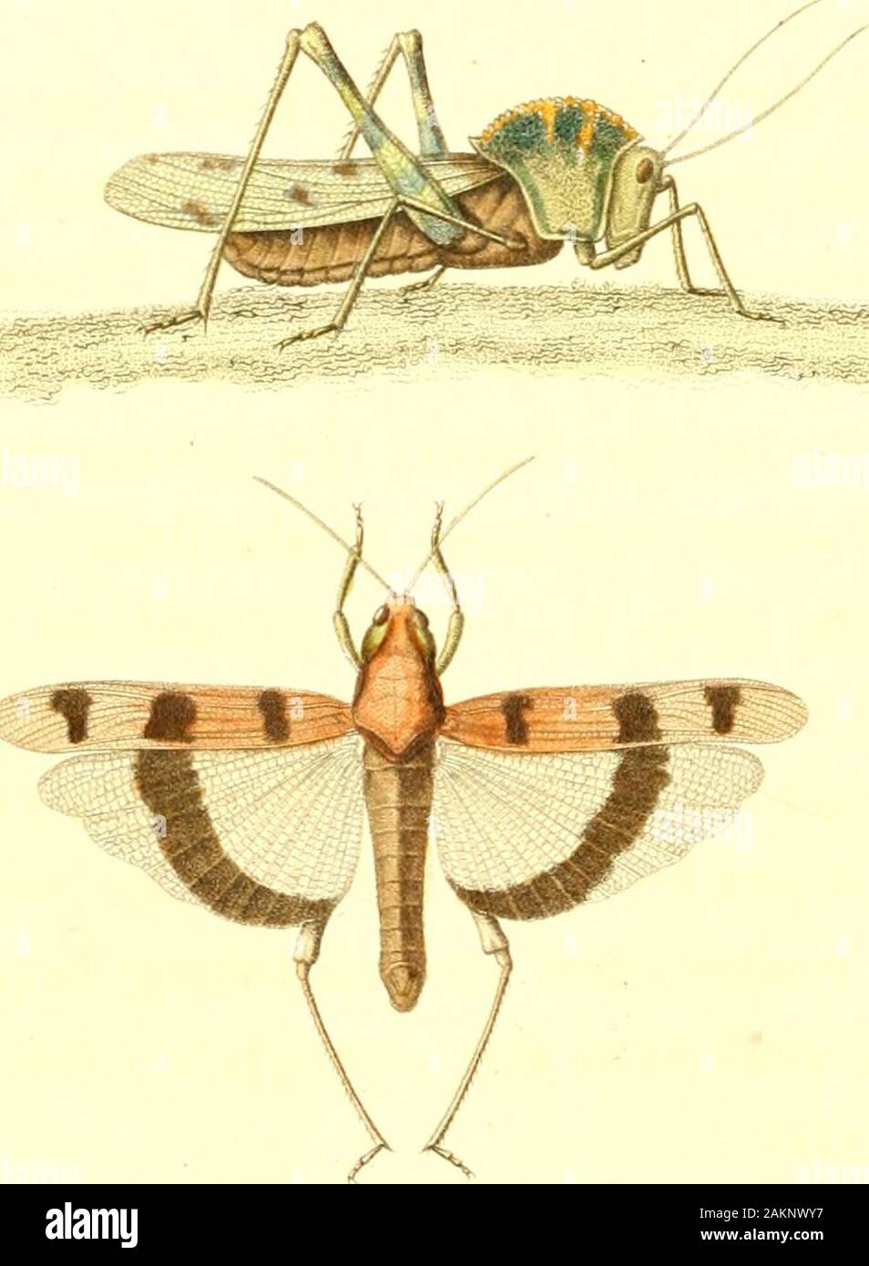 Rawt hi-res stock photography and images - Alamy