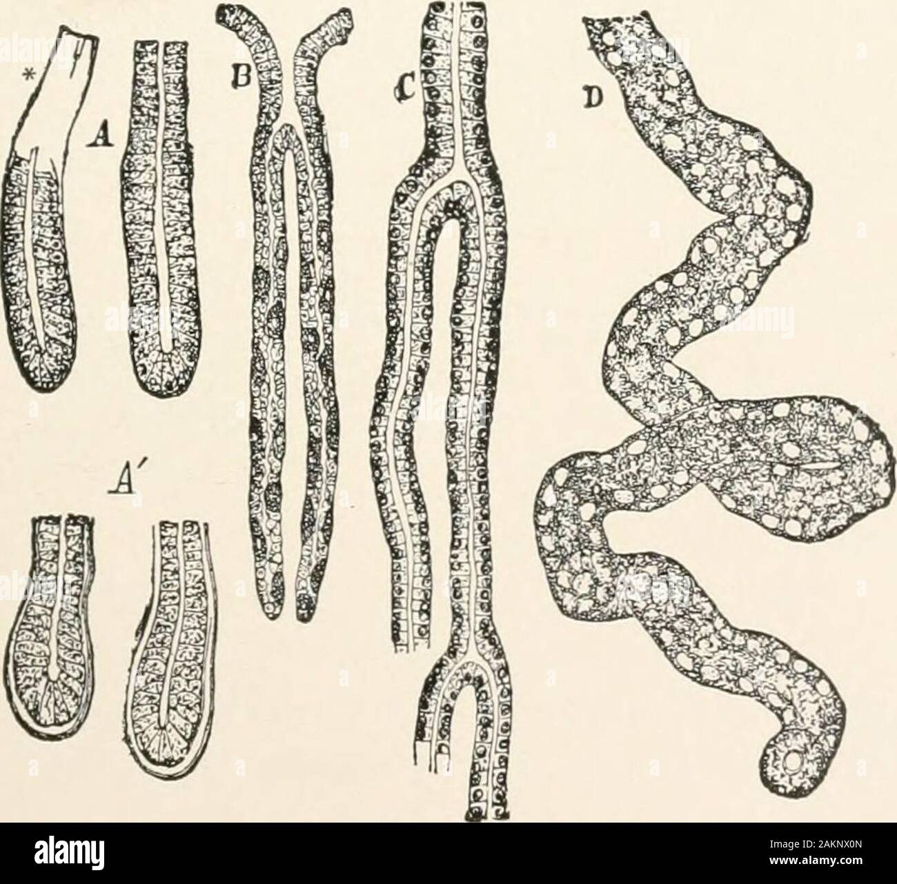 General principles of zoology . preserve the Same tubu- FIG. 27 ...