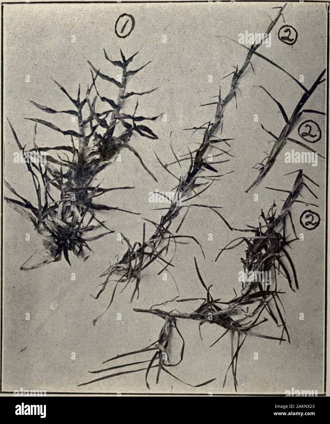 Cynodon dactylon grass hi-res stock photography and images - Alamy