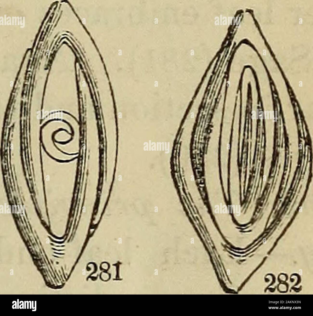 Bent tree native american hi-res stock photography and images - Alamy