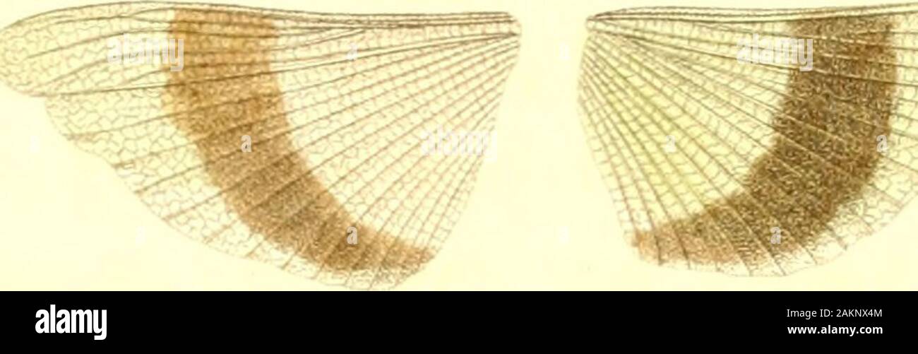 American entomology, or, Descriptions of the insects of North America ...