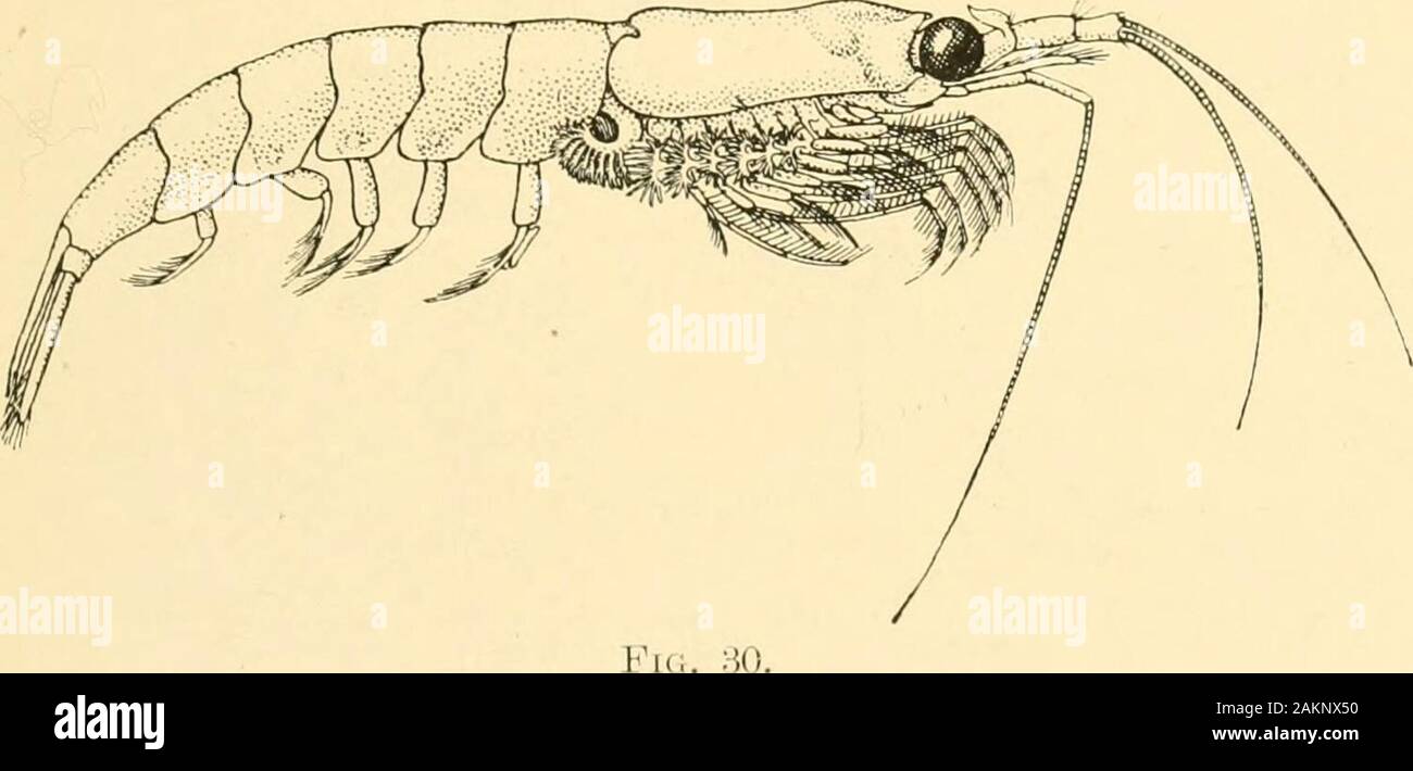 Guide to the Crustacea, Arachnida, Onychophora and Myriopoda exhibited ...